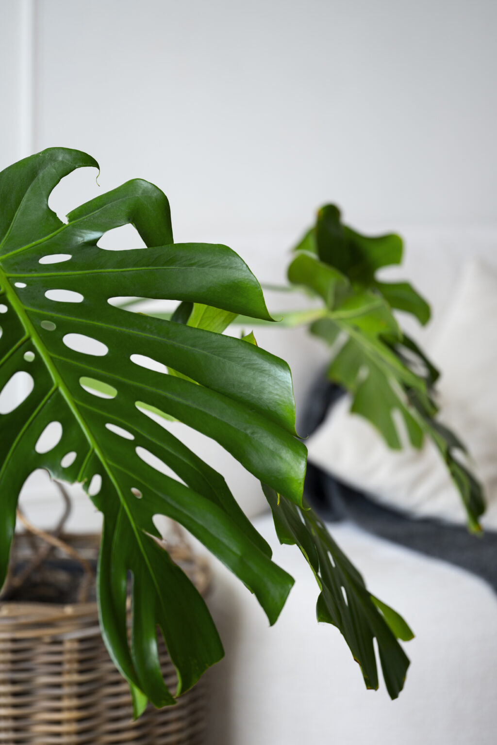 11 Best Corner Spaces to Display Monstera Plants at Home – Home and ...